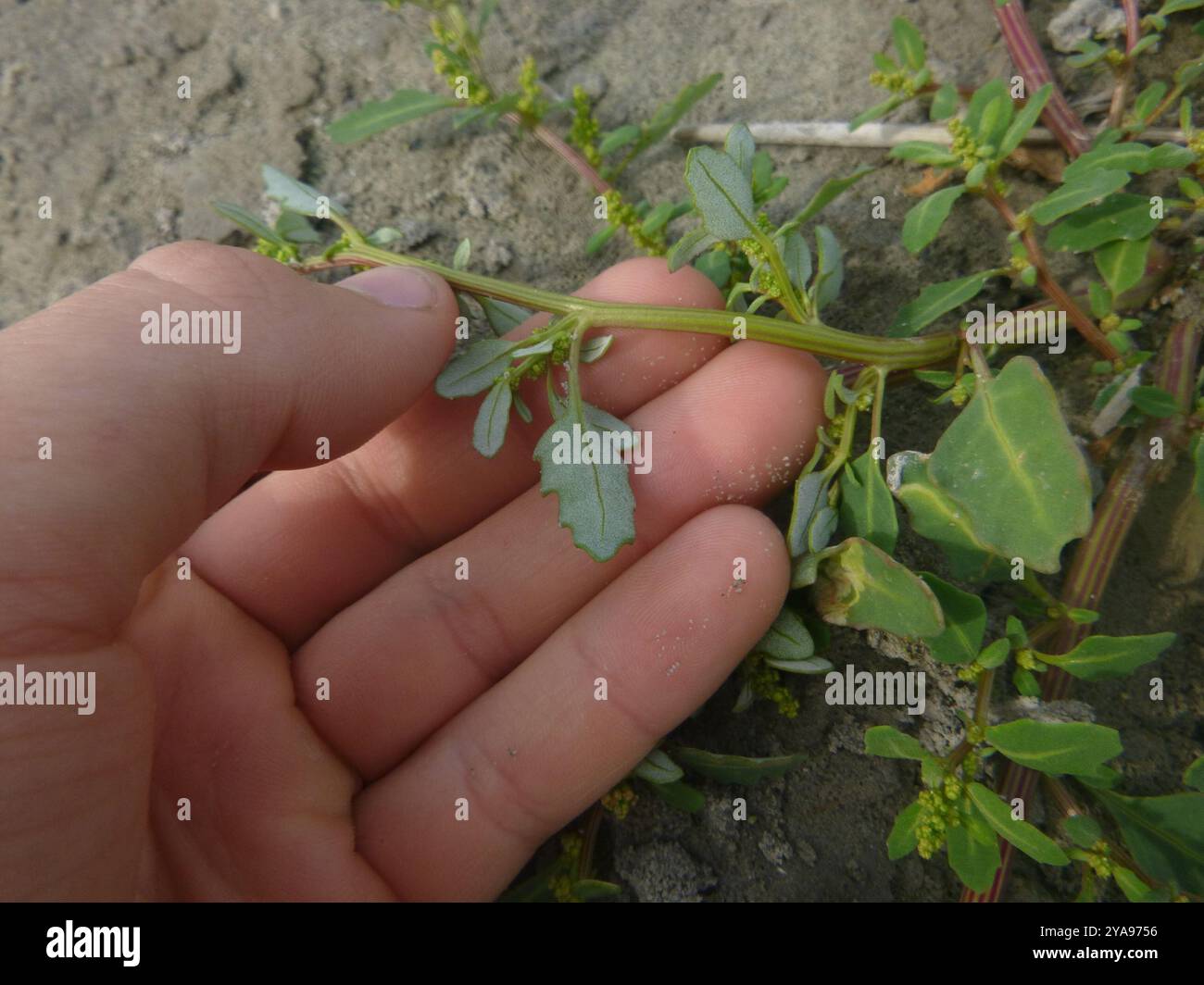 oak-leaved goosefoot (Oxybasis glauca) Plantae Stock Photo - Alamy