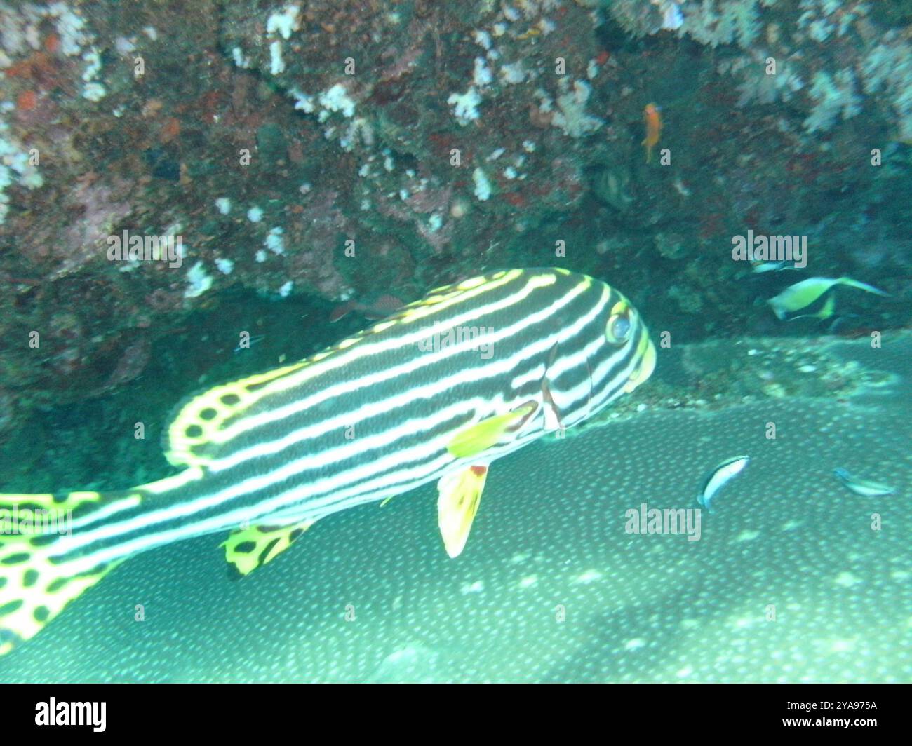 Oriental Sweetlips (Plectorhinchus vittatus) Actinopterygii Stock Photo ...