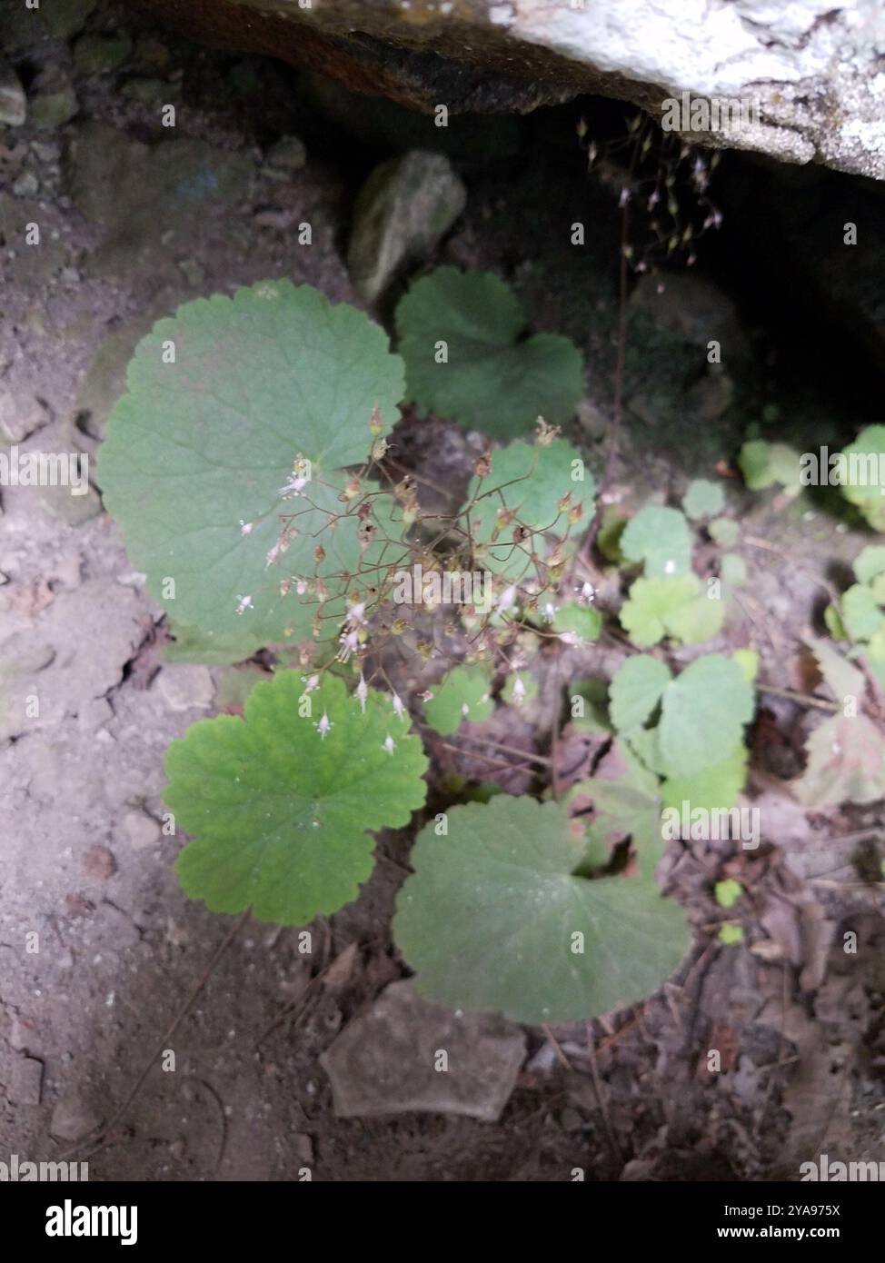 small-flowered alumroot (Heuchera parviflora) Plantae Stock Photo - Alamy