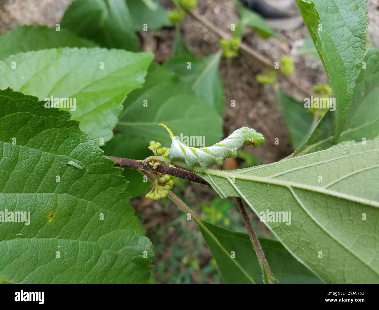 The rustic sphinx manduca rustica hi-res stock photography and images ...