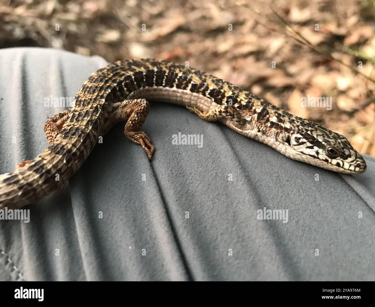 Northern Alligator Lizard (Elgaria coerulea) Reptilia Stock Photo - Alamy