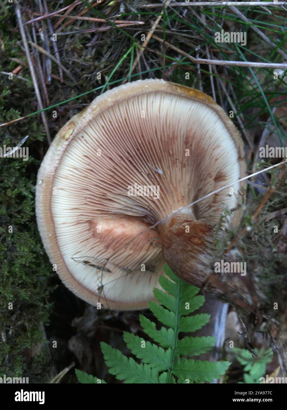 Brown Roll-Rim (Paxillus involutus) Fungi Stock Photo - Alamy
