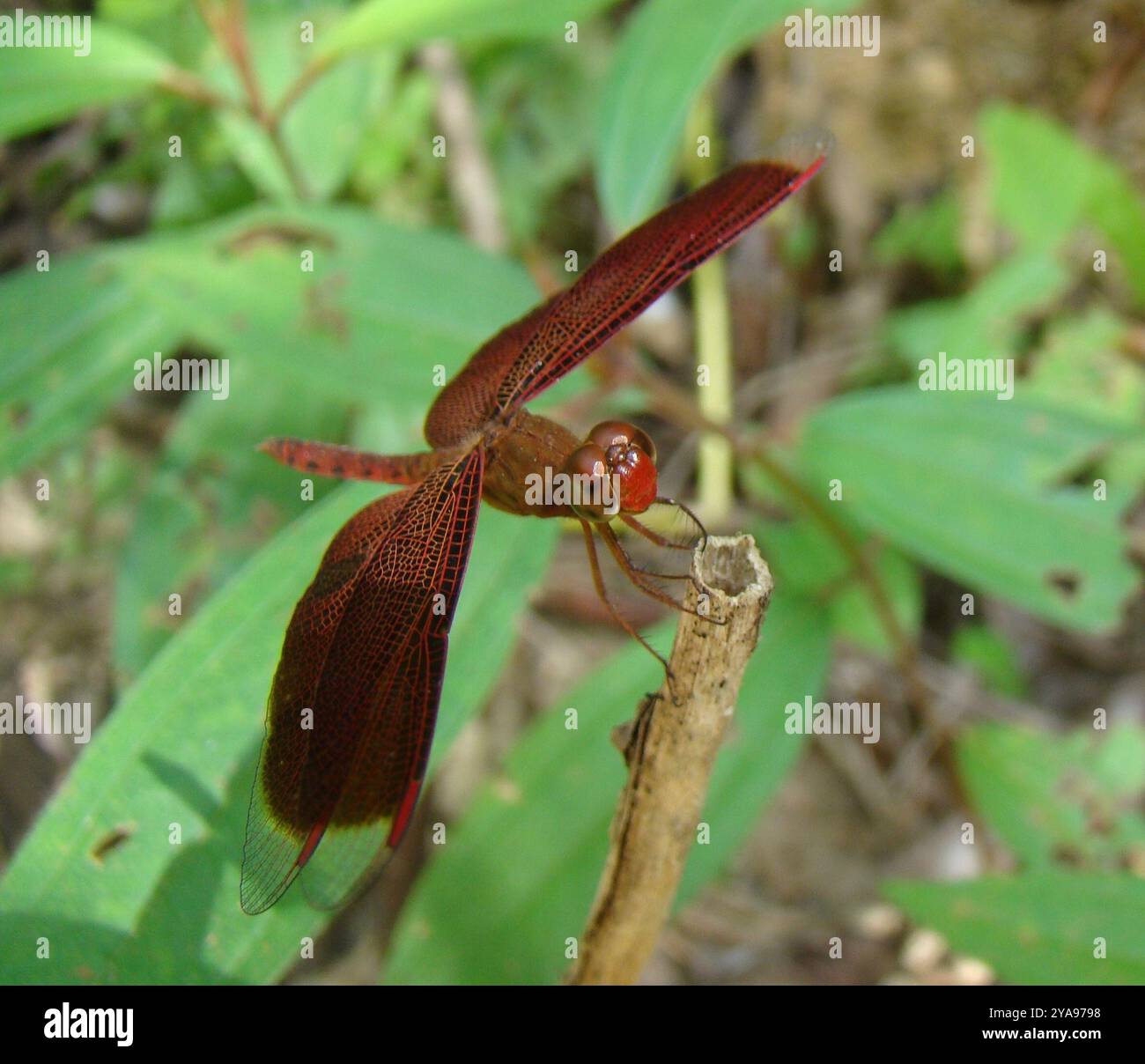 Common Parasol (Neurothemis fluctuans) Insecta Stock Photo - Alamy