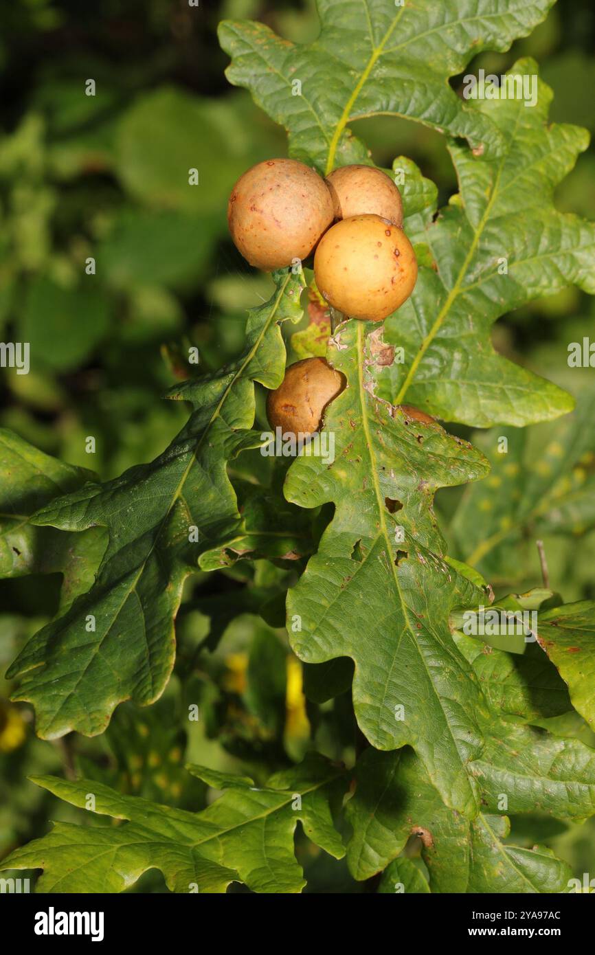 Oak Marble Gall Wasp (Andricus kollari) Insecta Stock Photo - Alamy