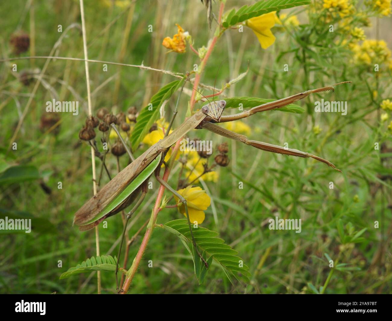 Chinese Mantis (Tenodera sinensis) Insecta Stock Photo - Alamy