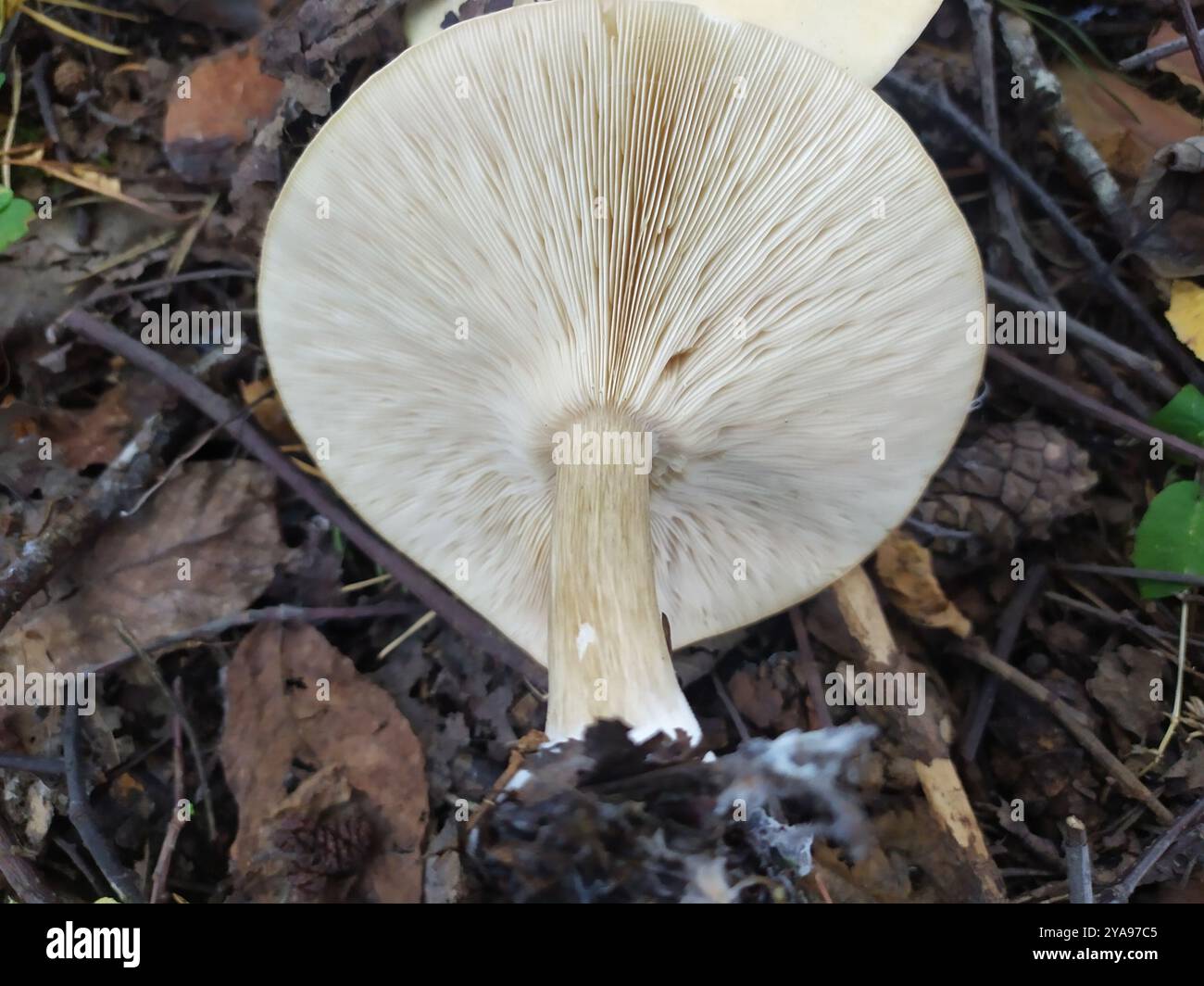 Fragrant Funnel (Clitocybe fragrans) Fungi Stock Photo - Alamy