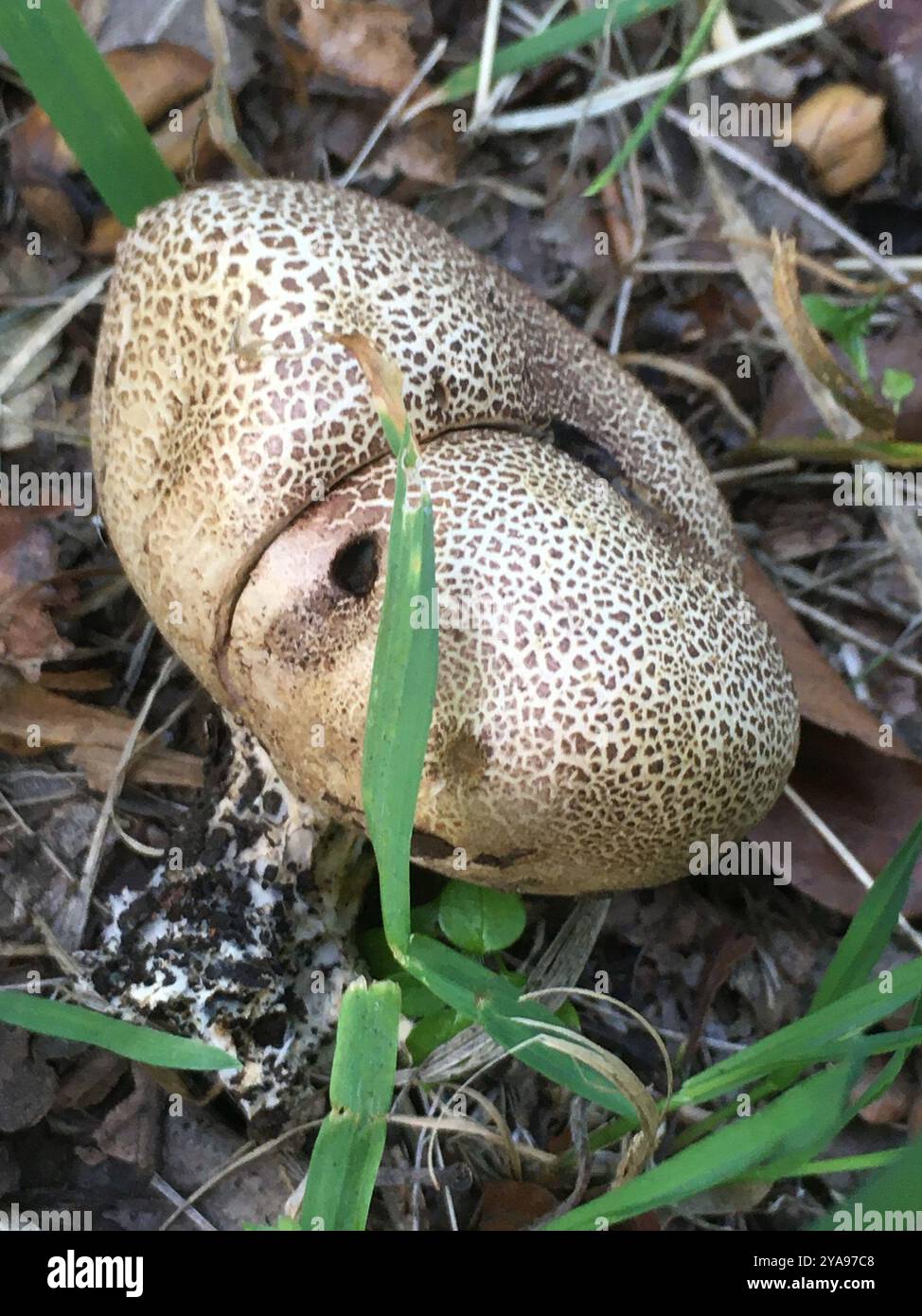 common earthball (Scleroderma citrinum) Fungi Stock Photo - Alamy