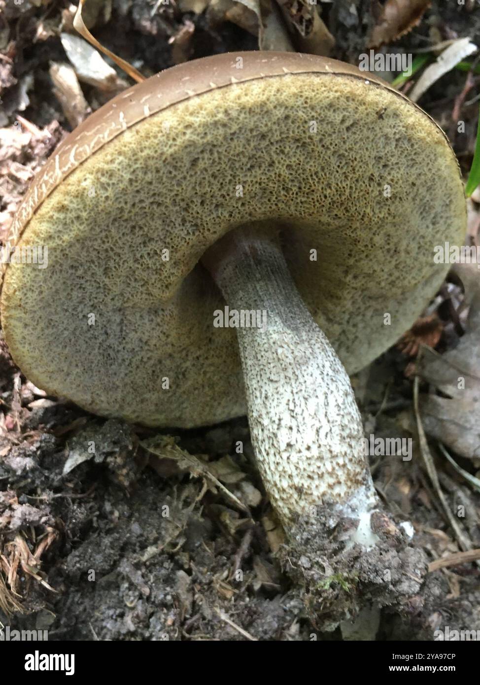 Brown Birch-bolete (Leccinum scabrum) Fungi Stock Photo - Alamy