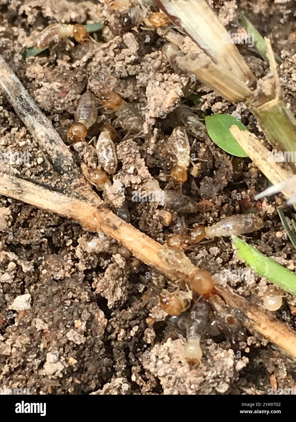 Long-jawed Desert Termites (Gnathamitermes) Insecta Stock Photo - Alamy