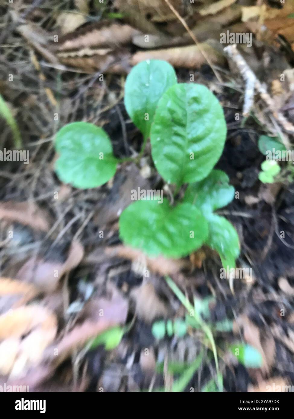 shinleaf (Pyrola elliptica) Plantae Stock Photo - Alamy