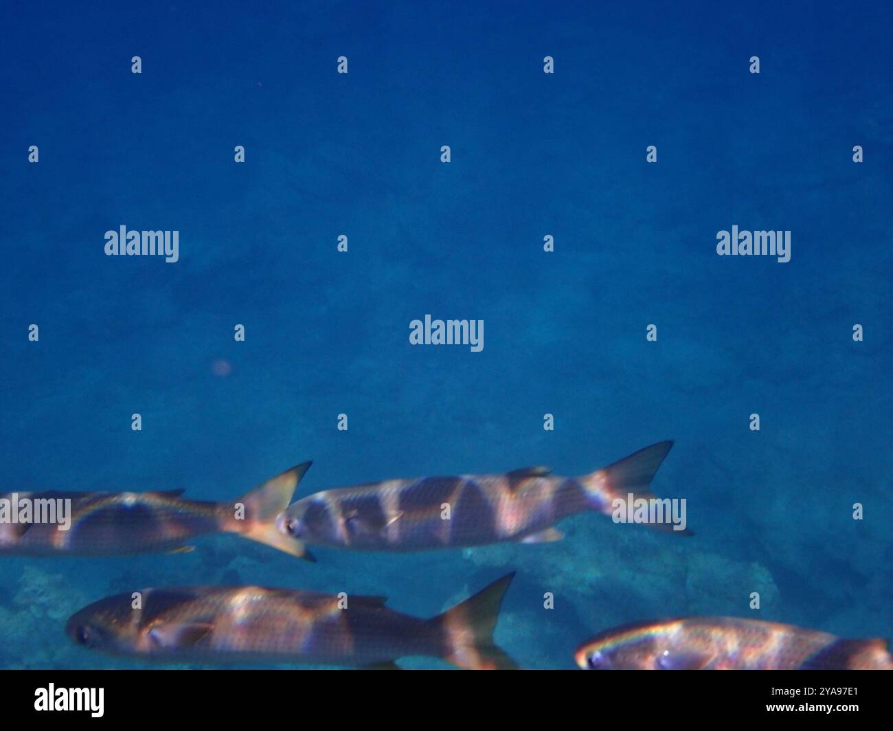 Sea Mullet (Mugil cephalus) Actinopterygii Stock Photo - Alamy