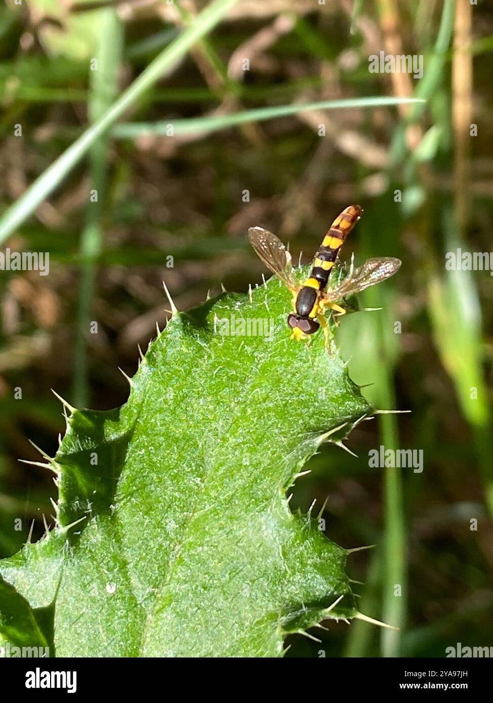 Common Globetail (Sphaerophoria scripta) Insecta Stock Photo - Alamy