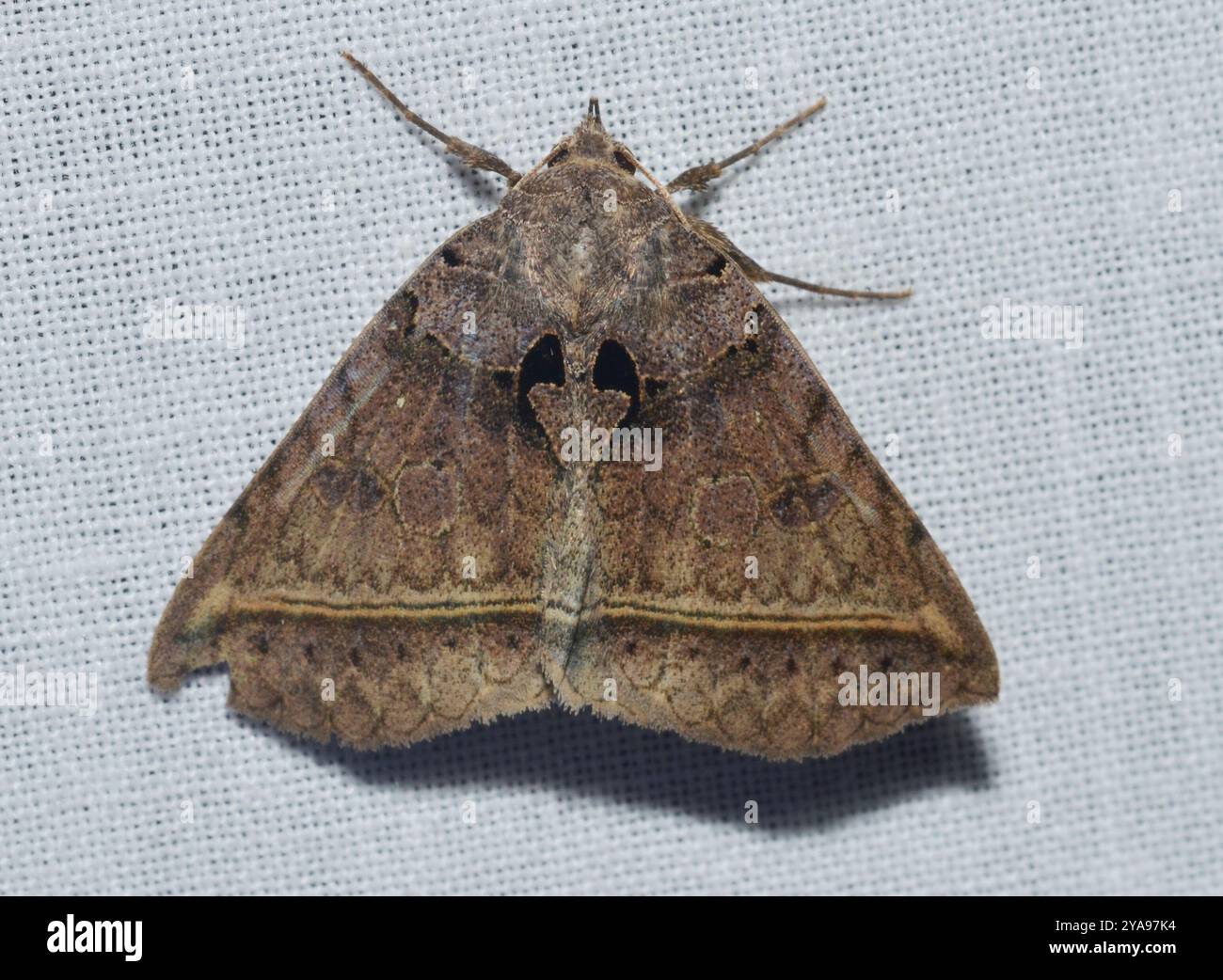 Black bit moth hi-res stock photography and images - Alamy