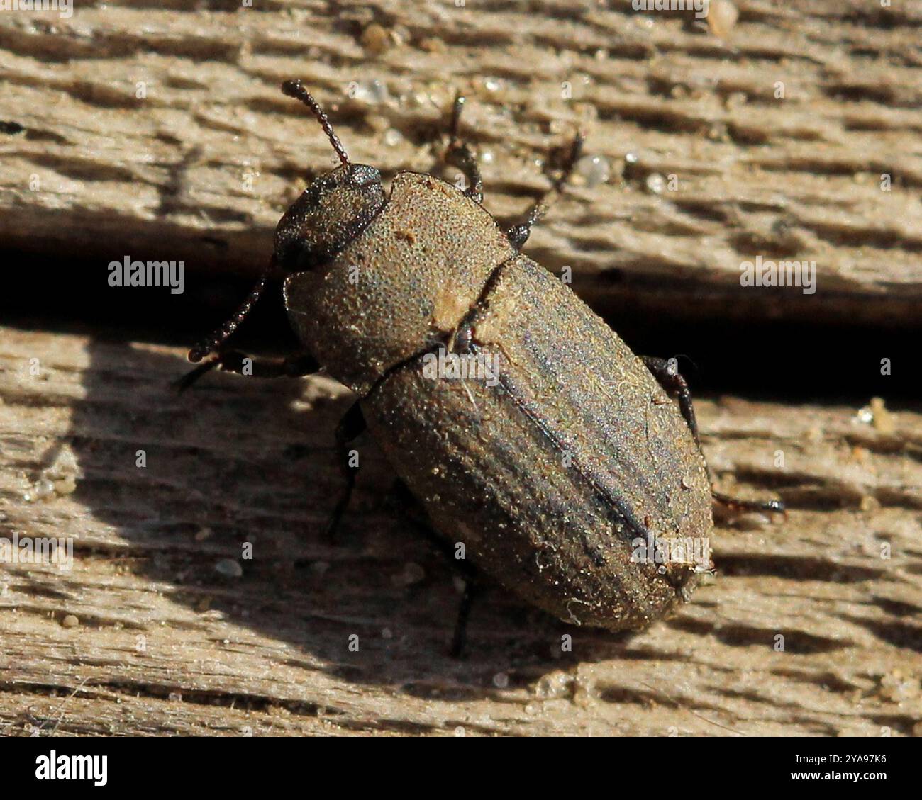 Granulatum hi-res stock photography and images - Alamy