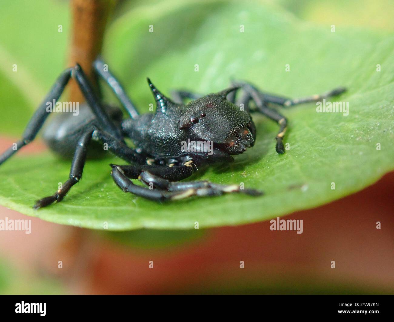 Turtle Ant-mimicking Crab Spider (Aphantochilus rogersi) Arachnida ...