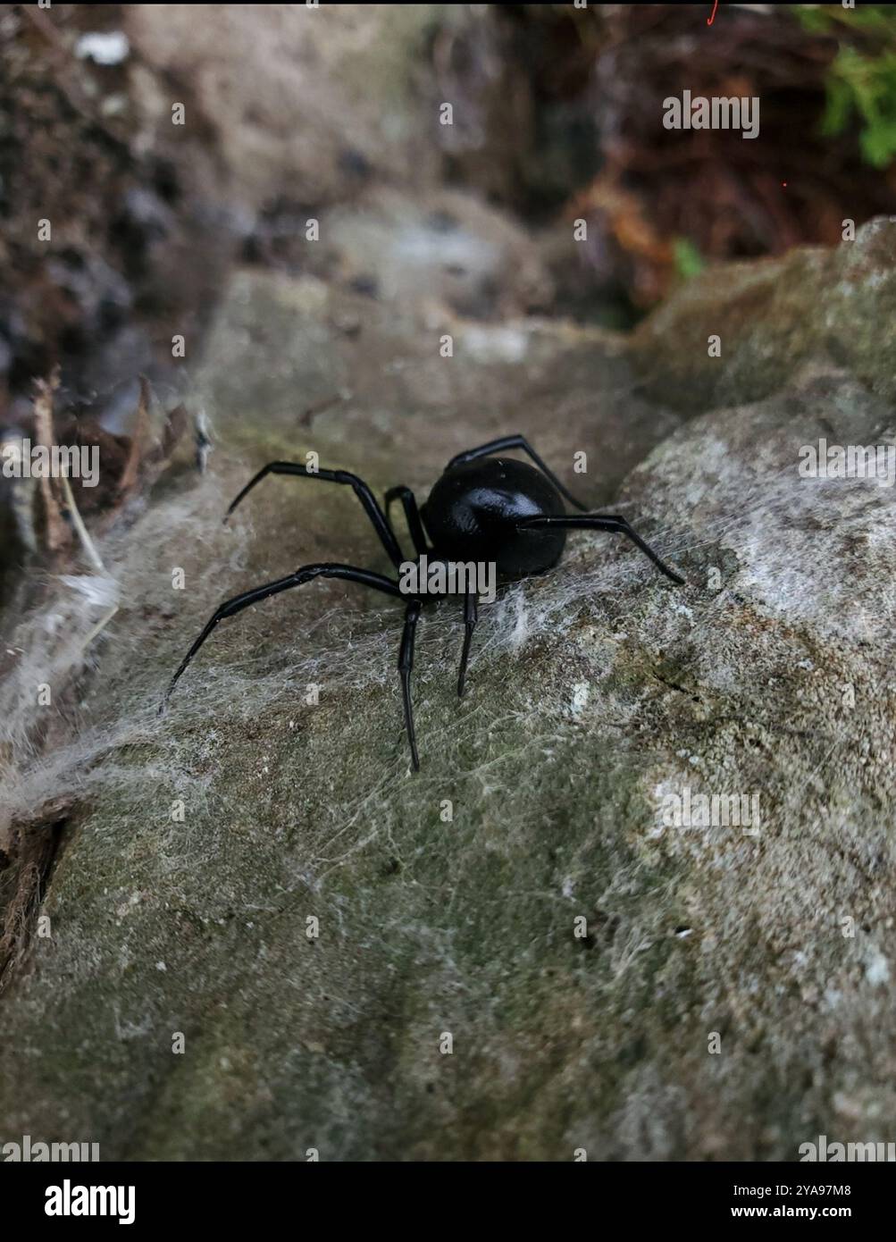 Western Black Widow (Latrodectus hesperus) Arachnida Stock Photo - Alamy