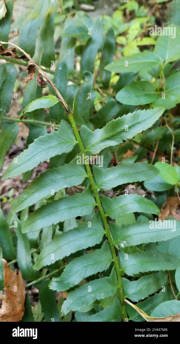 Christmas fern (Polystichum acrostichoides) Plantae Stock Photo - Alamy