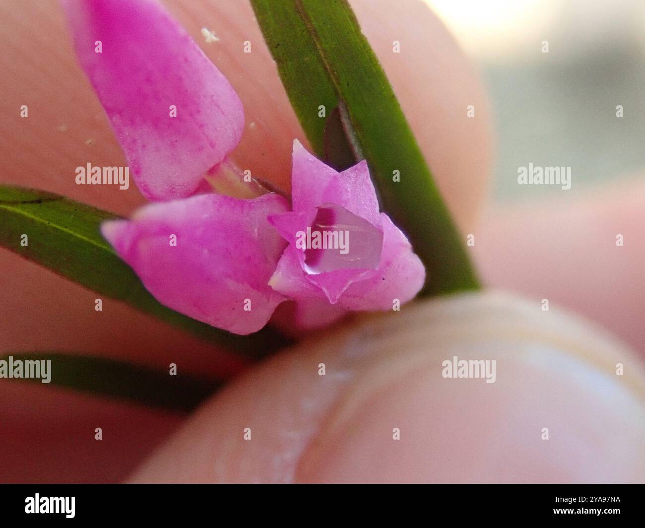 Isochilus hi-res stock photography and images - Alamy
