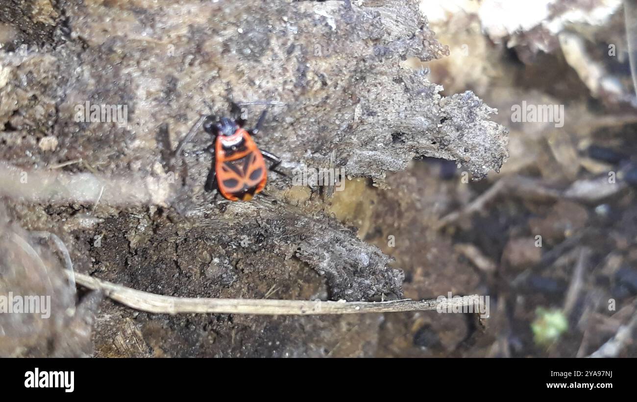 European Firebug (Pyrrhocoris apterus) Insecta Stock Photo - Alamy