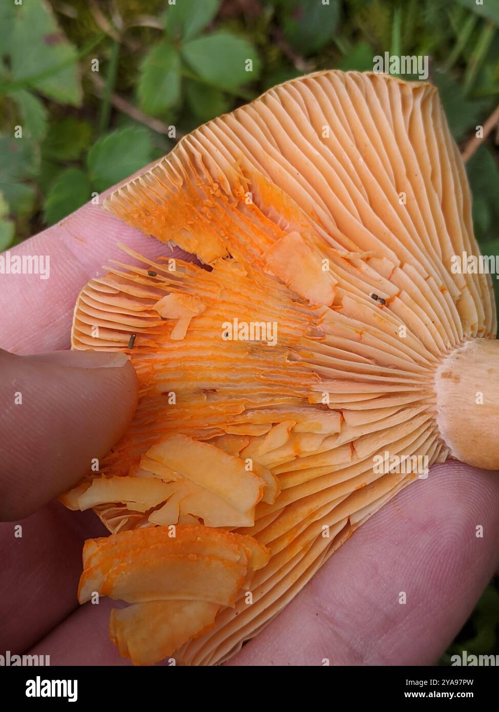 Common Milkcaps (Lactarius) Fungi Stock Photo - Alamy