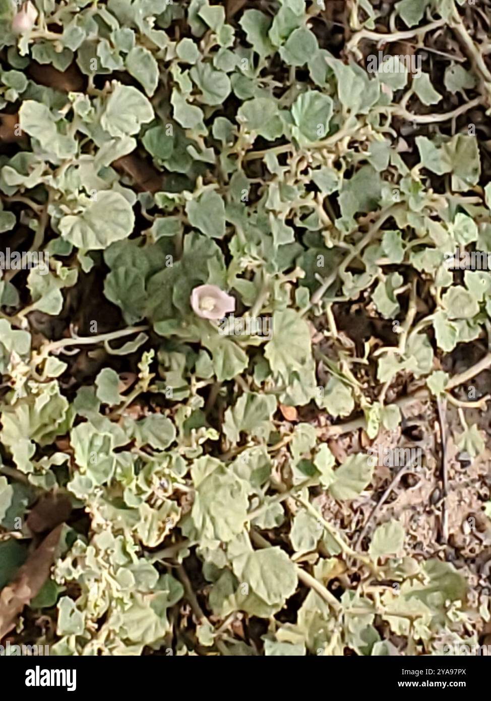 alkali mallow (Malvella leprosa) Plantae Stock Photo - Alamy