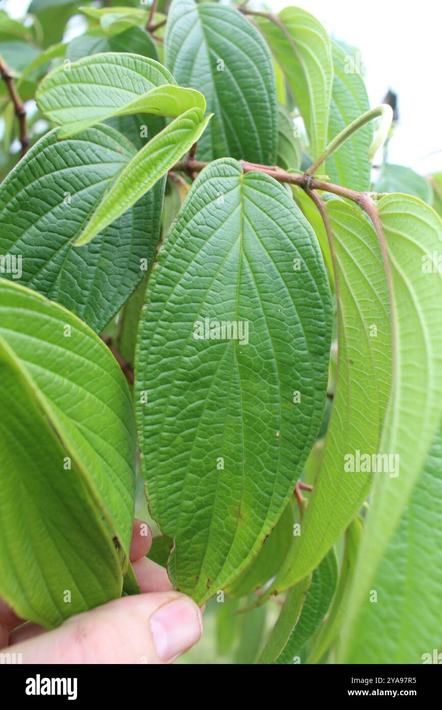 pepper plants (Piper) Plantae Stock Photo - Alamy