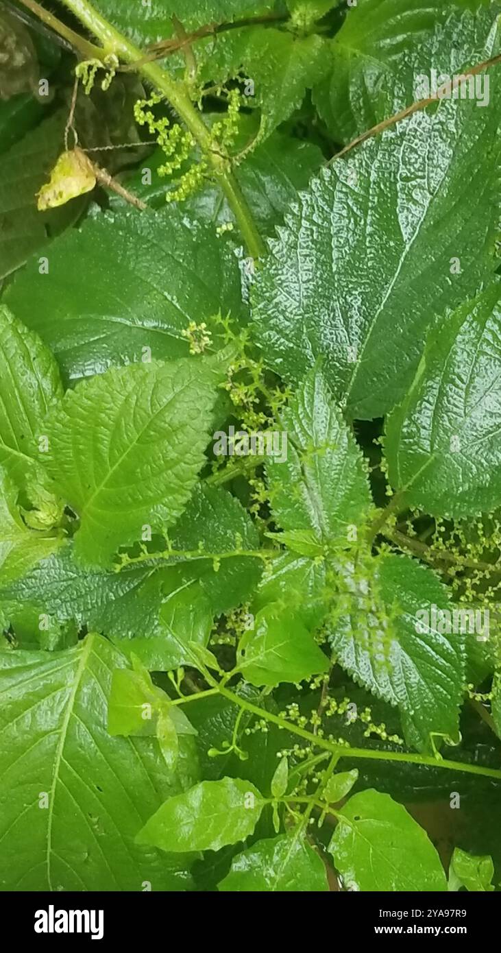 wood nettle (Laportea canadensis) Plantae Stock Photo - Alamy