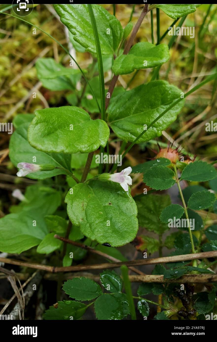 yerba buena (Clinopodium douglasii) Plantae Stock Photo - Alamy