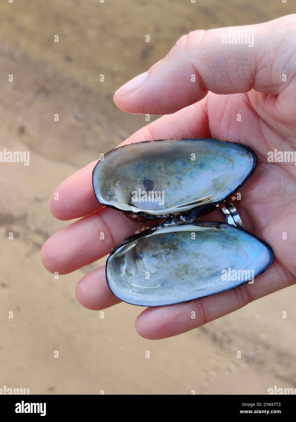 Swollen River-mussel (Unio tumidus) Mollusca Stock Photo - Alamy