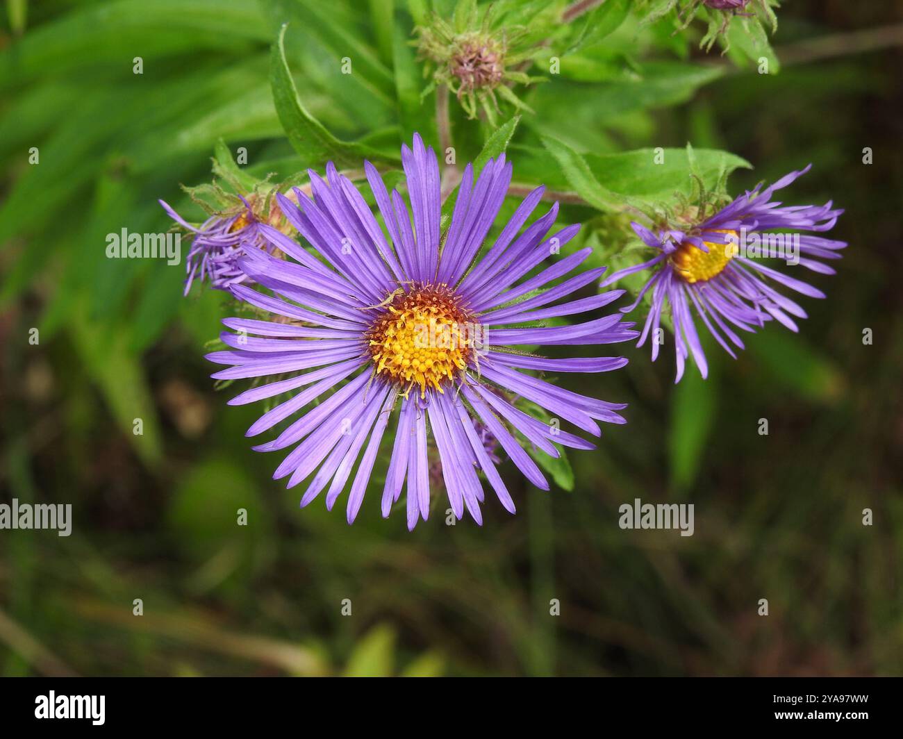 New England aster (Symphyotrichum novae-angliae) Plantae Stock Photo ...