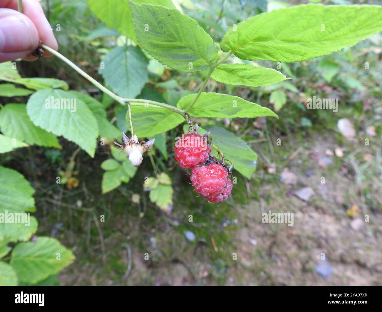 red raspberry (Rubus idaeus) Plantae Stock Photo - Alamy