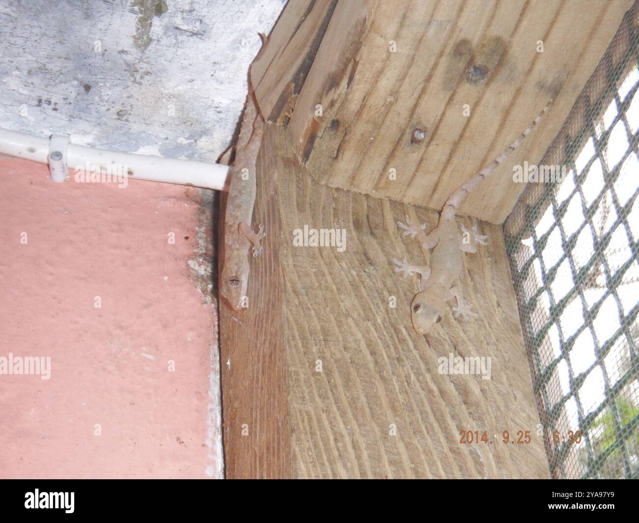 Tropical House Gecko (Hemidactylus mabouia) Reptilia Stock Photo - Alamy