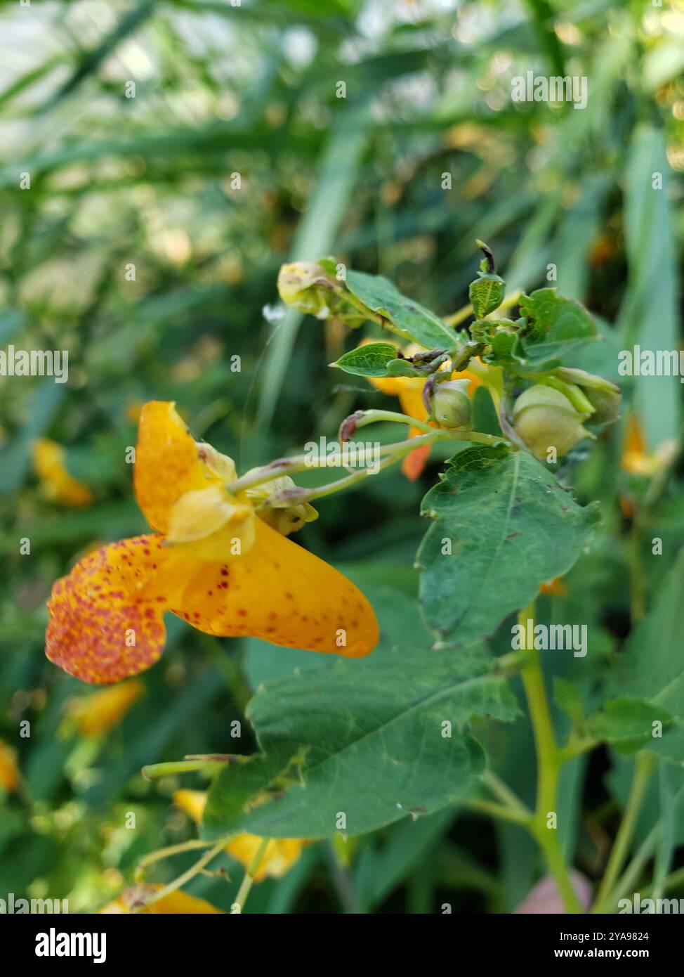 common jewelweed (Impatiens capensis) Plantae Stock Photo - Alamy