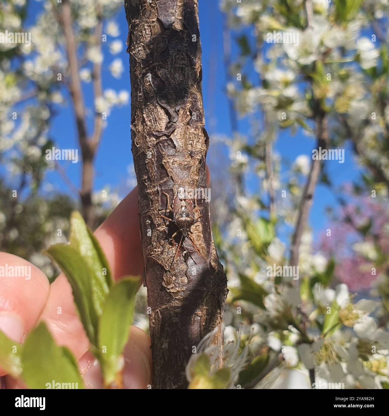 Schellenberg's soldier bug (Oechalia schellenbergii) Insecta Stock ...