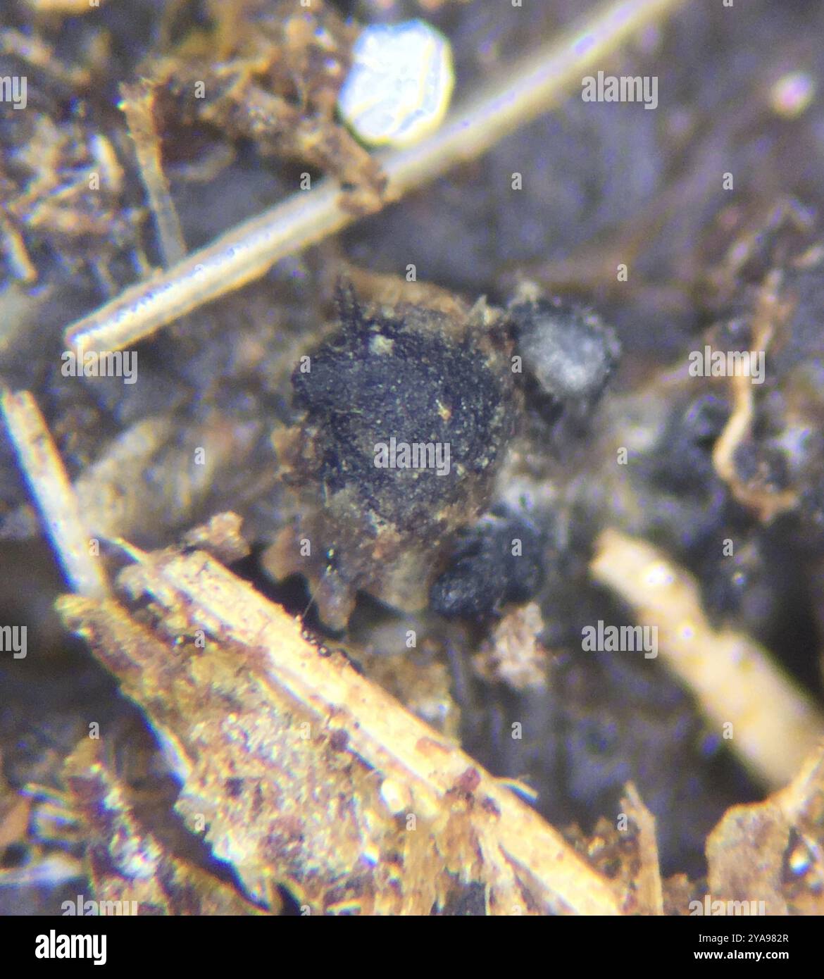 Podospora anserina hi-res stock photography and images - Alamy