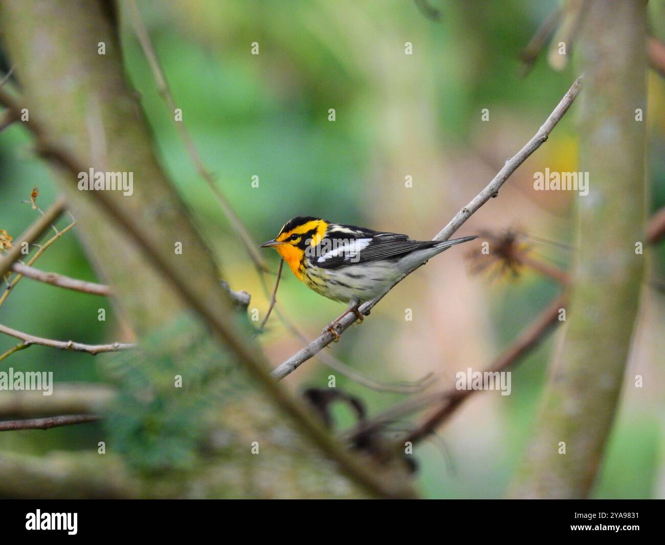 Blackburnian Warbler (Setophaga fusca) Aves Stock Photo - Alamy