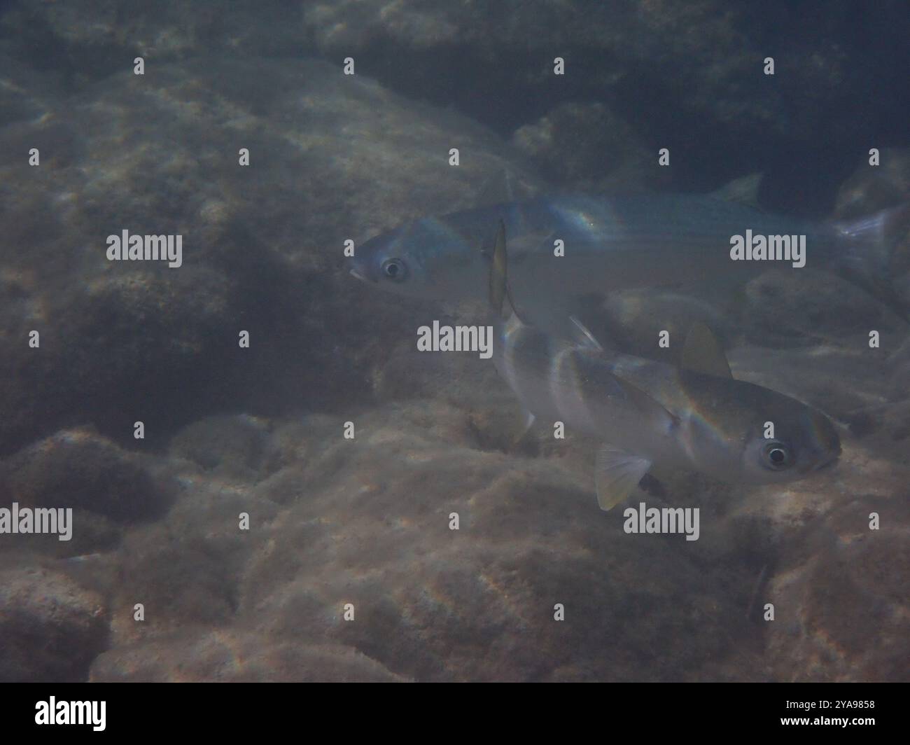 Sea Mullet (Mugil cephalus) Actinopterygii Stock Photo - Alamy