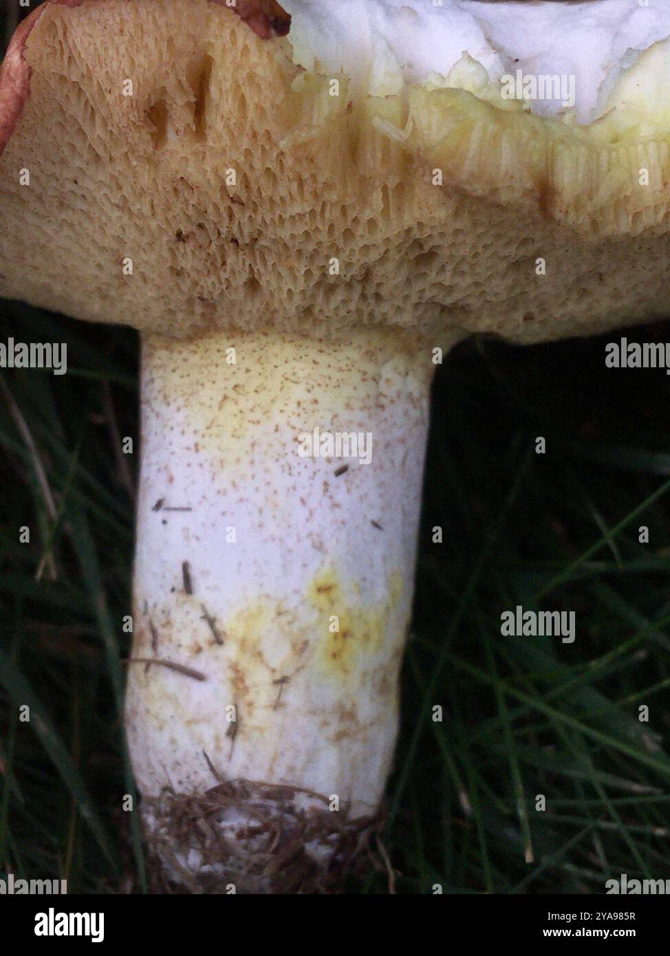 Butterball (Suillus weaverae) Fungi Stock Photo - Alamy