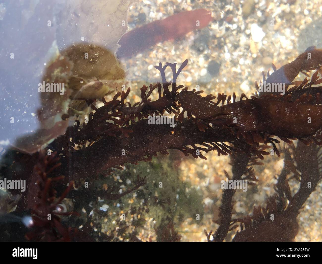 red algae (Rhodophyta) Plantae Stock Photo - Alamy