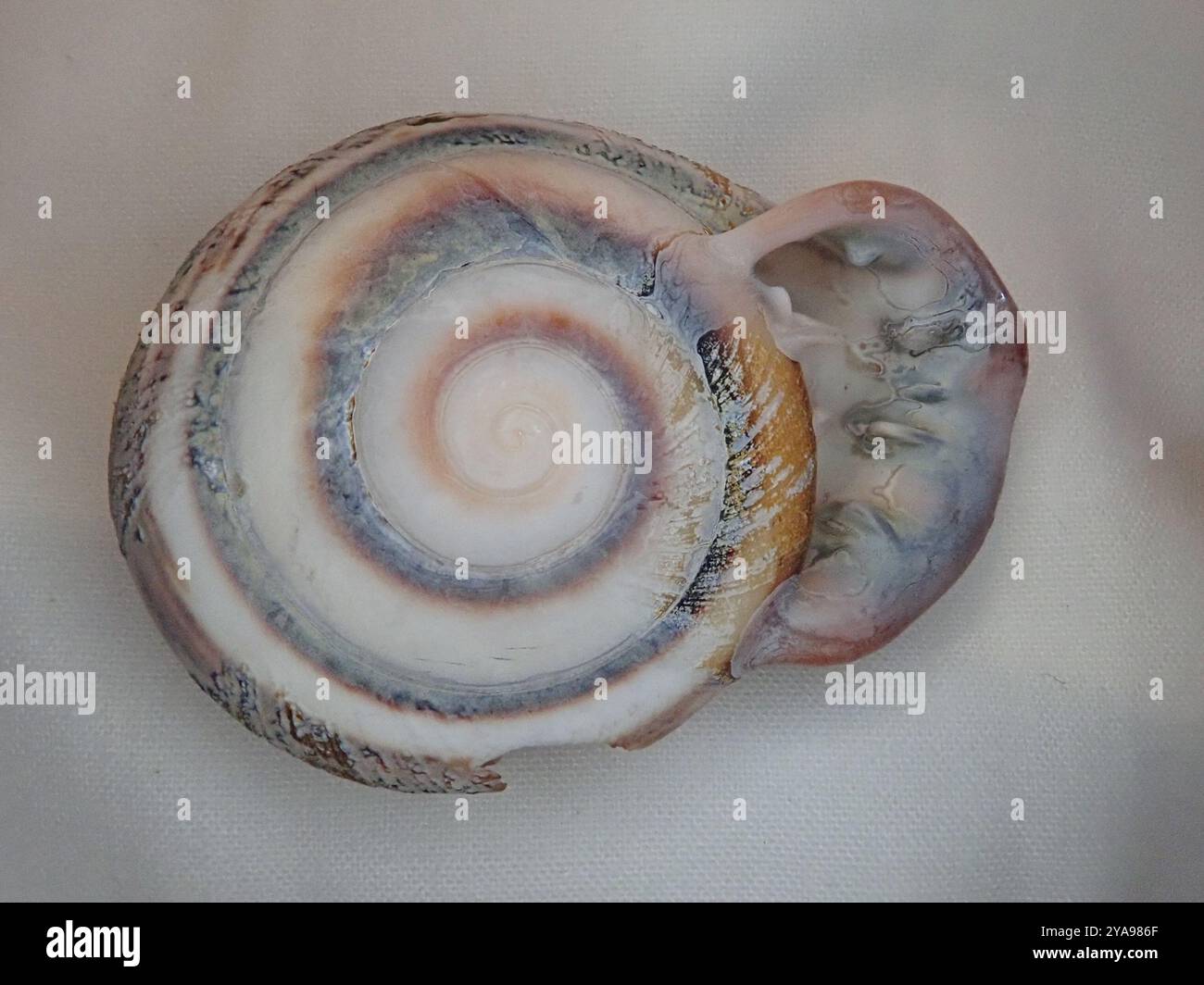 Up-mouth Snails (Anostoma) Mollusca Stock Photo - Alamy