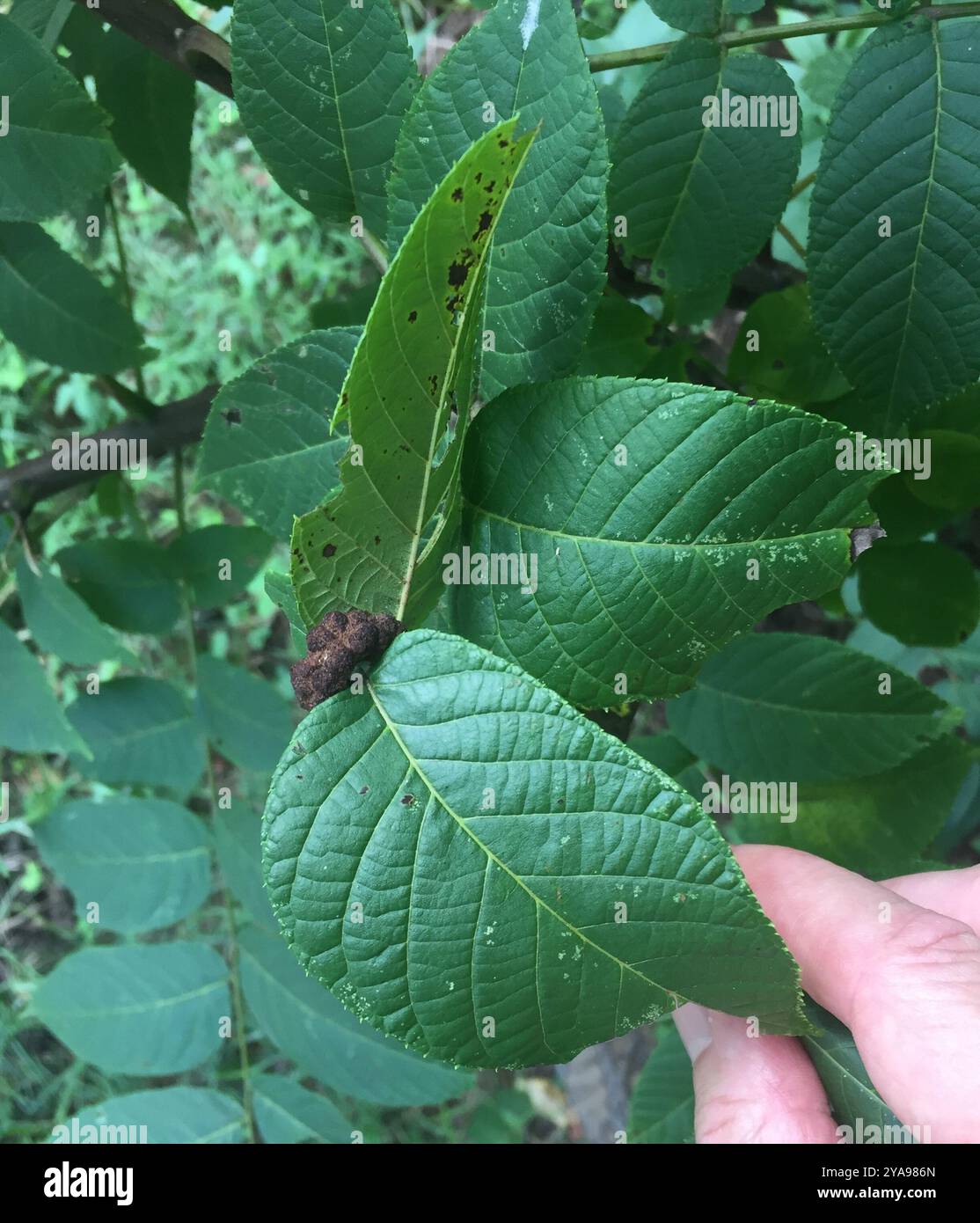 Black Walnut Petiole Gall Mite (Aceria caulis) Arachnida Stock Photo ...