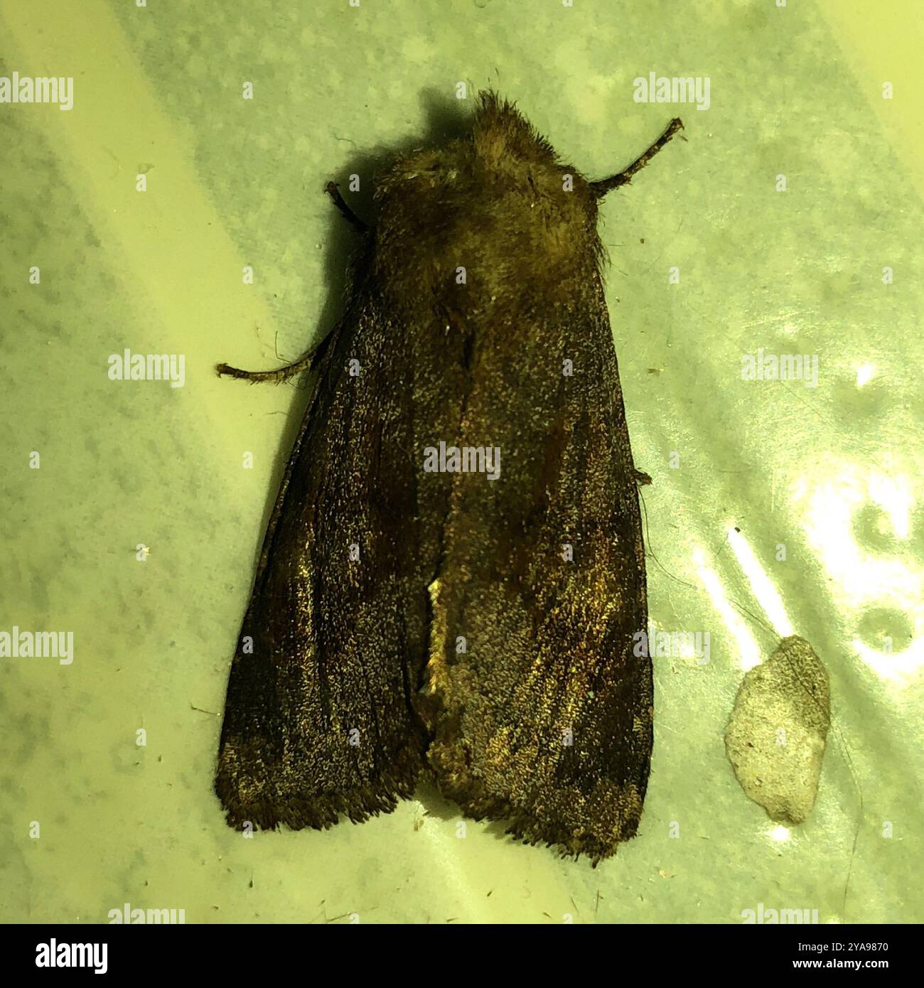 Bronzed Cutworm Moth (Nephelodes minians) Insecta Stock Photo - Alamy