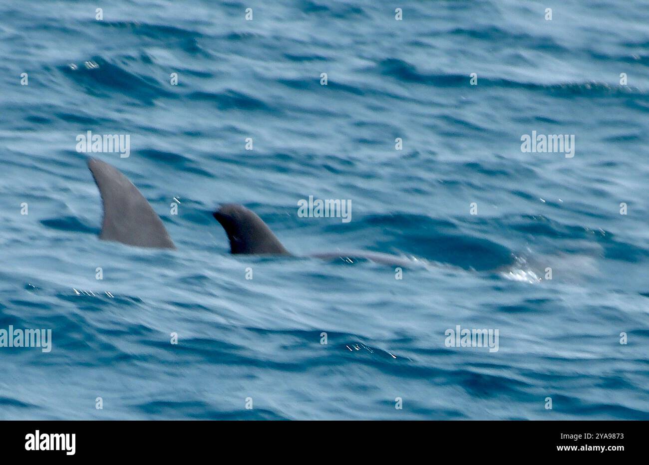 Indo-Pacific Bottlenose Dolphin (Tursiops aduncus) Mammalia Stock Photo ...