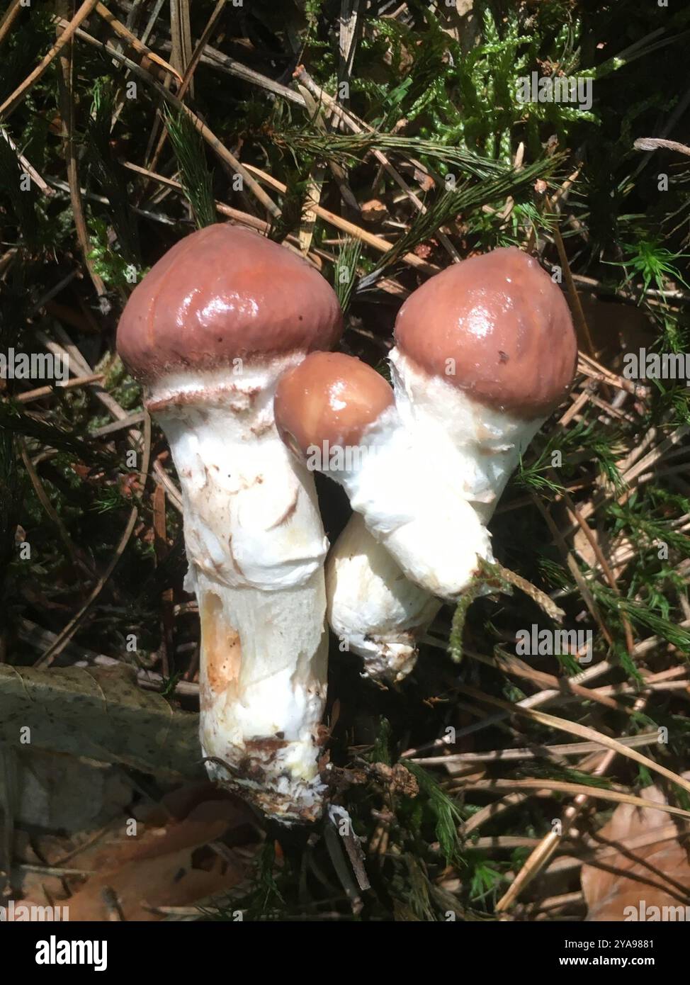 Purple-veiled Slippery Jack (Suillus luteus) Fungi Stock Photo - Alamy