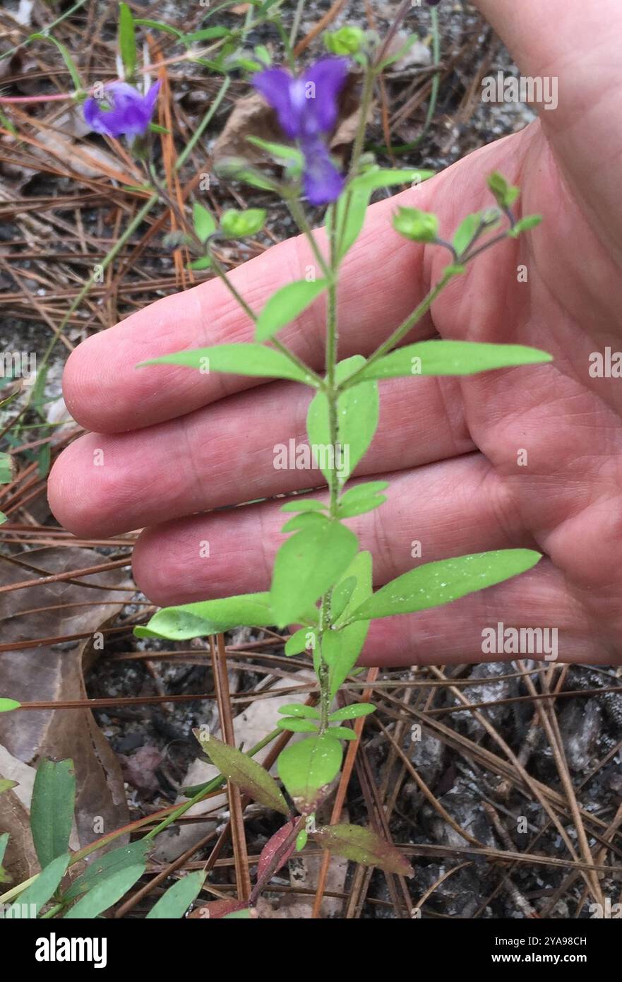 Blue Curls (Trichostema dichotomum) Plantae Stock Photo - Alamy