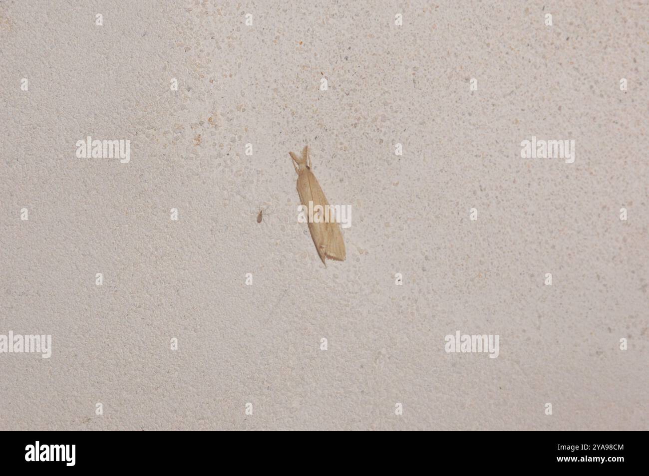 Rice Stalk Borer Moth (Chilo plejadellus) Insecta Stock Photo - Alamy