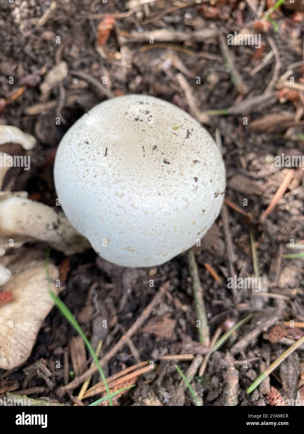 Meadow Puffball (Lycoperdon pratense) Fungi Stock Photo - Alamy