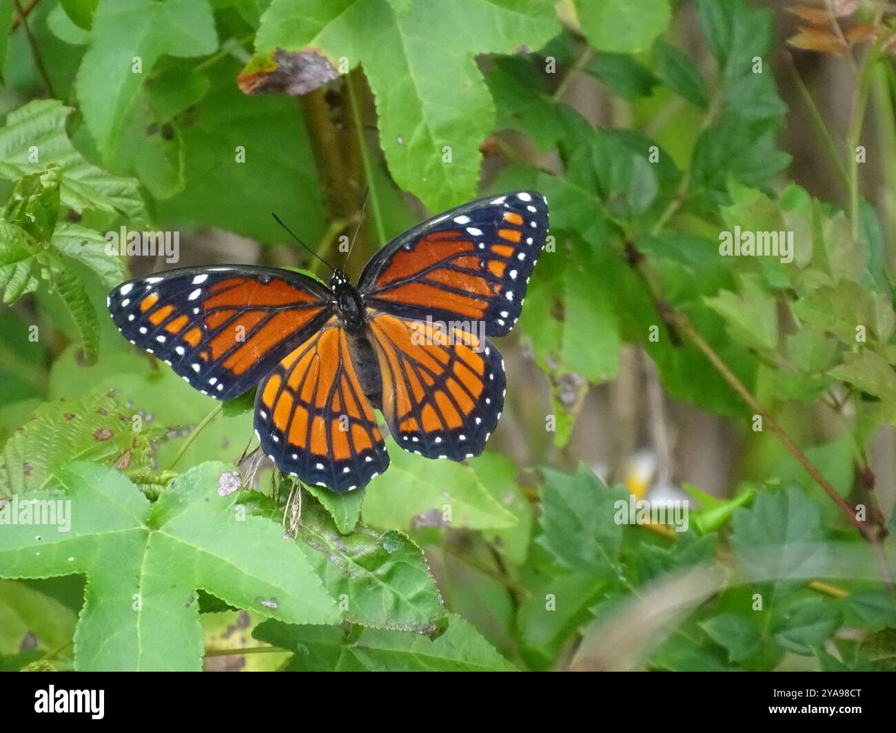 Viceroy (Limenitis archippus) Insecta Stock Photo - Alamy