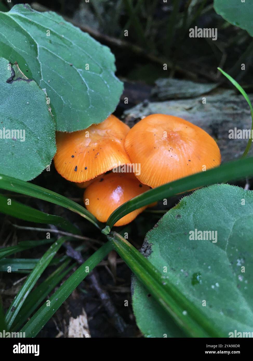 orange mycena (Mycena leaiana) Fungi Stock Photo - Alamy