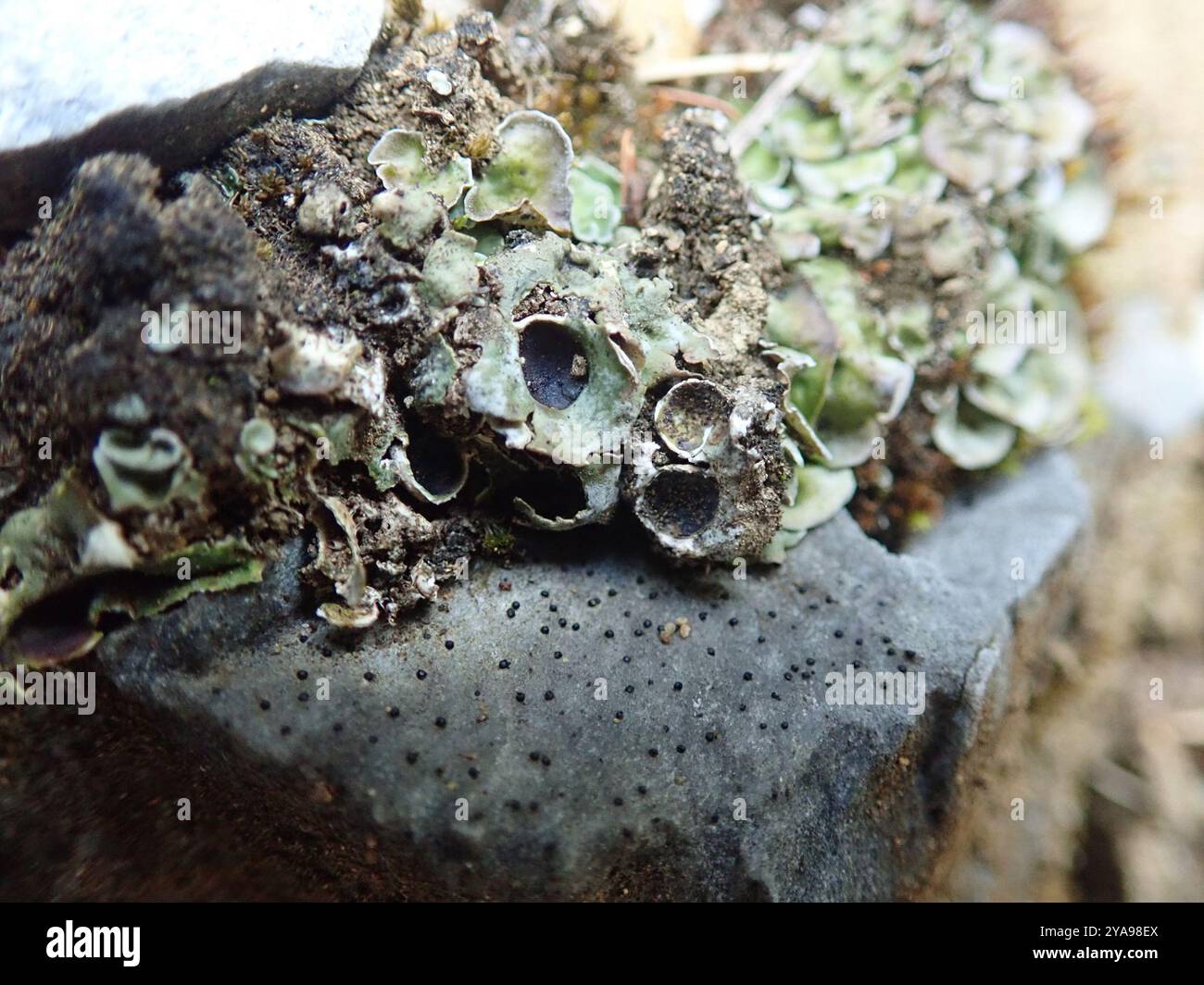 Common Chocolate Chip Lichen (Solorina saccata) Fungi Stock Photo - Alamy
